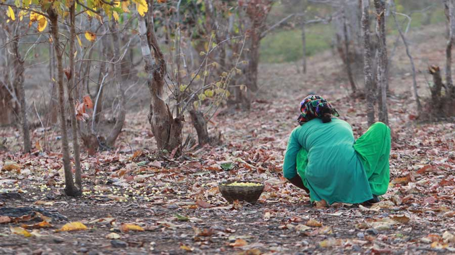 Beyond the Pandemic: The Struggles of Chhattisgarh’s Adivasis ...