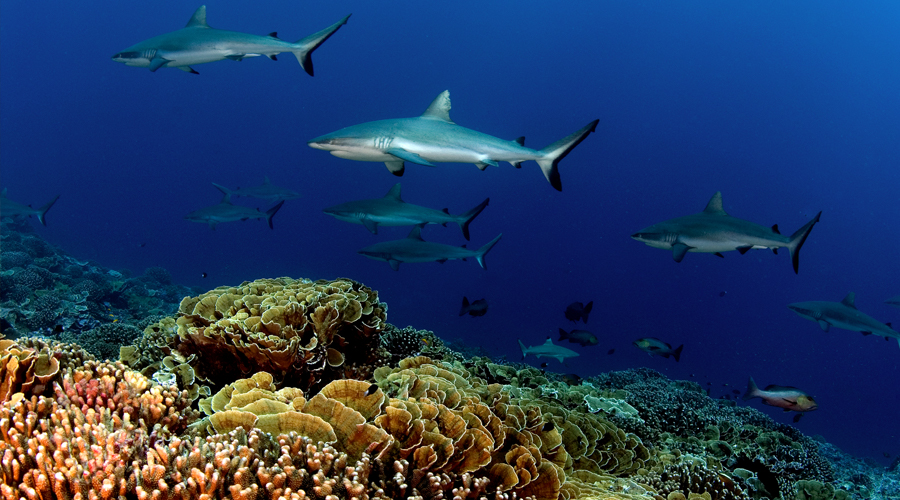 National Geographic Pristine Seas - MacArthur Foundation