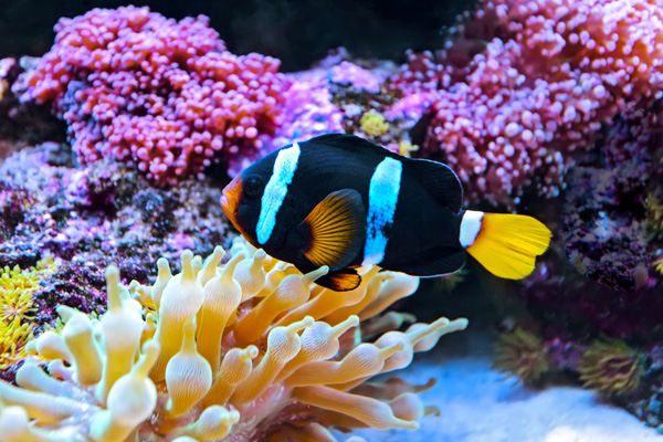 Research Finds Model for Sustainable Fishing in Coral Reefs - MacArthur ...